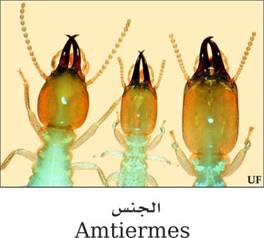 Termite distribution in KSA – ERADCO Agenda