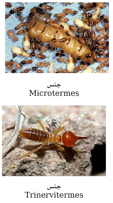 Termite distribution in KSA – ERADCO Agenda