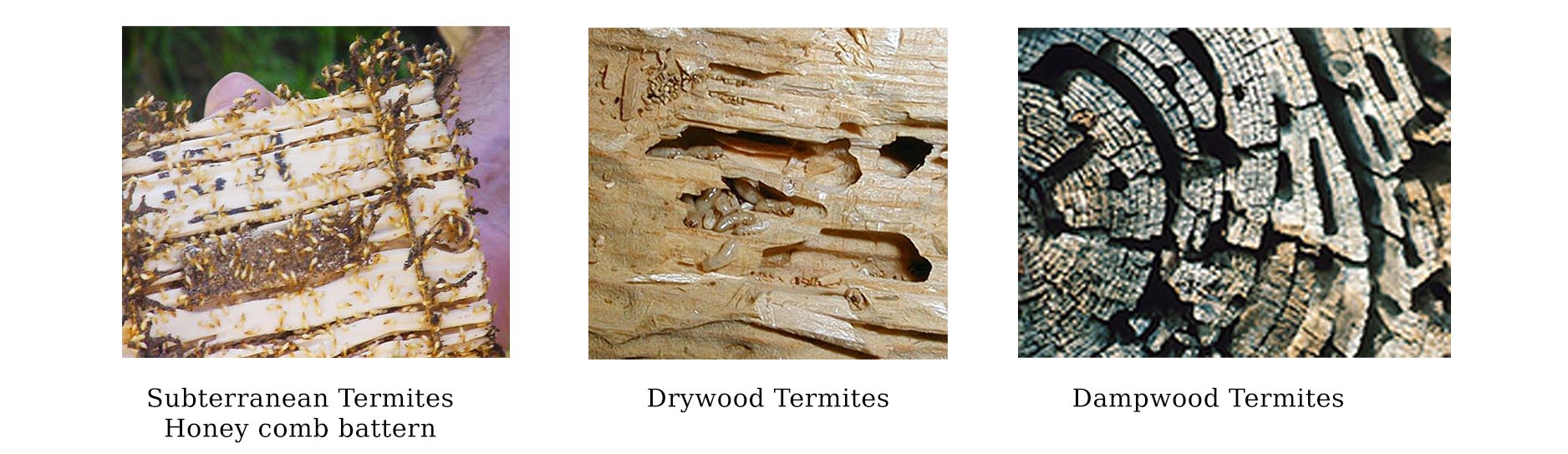 Signs and Indicators of Termite Presence – ERADCO Agenda