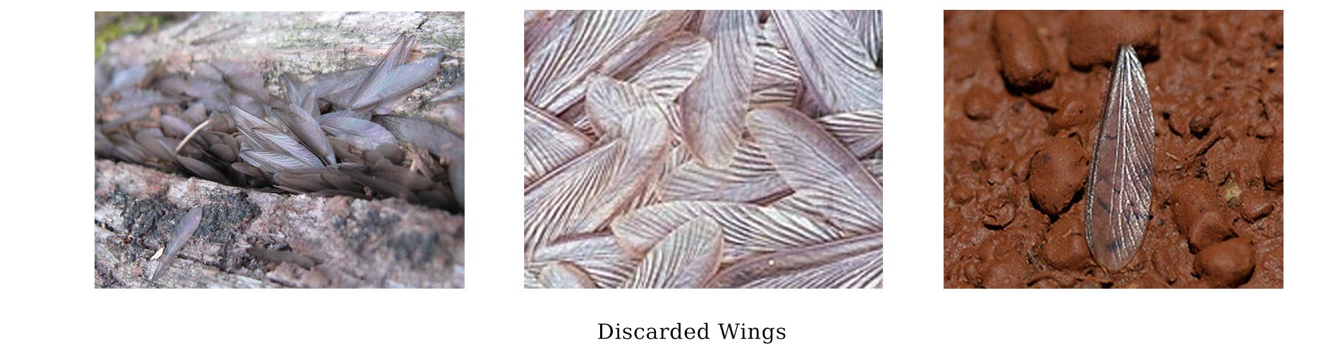 Signs and Indicators of Termite Presence – ERADCO Agenda