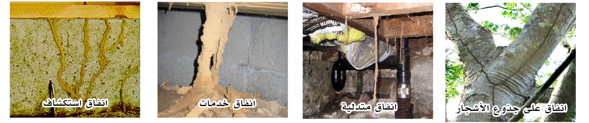 Signs and Indicators of Termite Presence – ERADCO Agenda