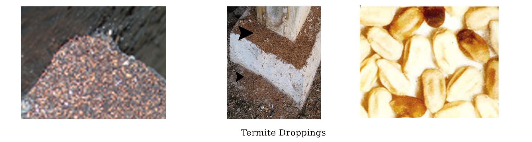 Signs and Indicators of Termite Presence – ERADCO Agenda